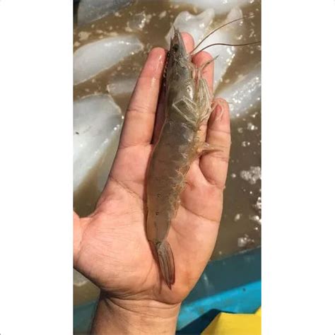 Frozen Prawns At Latest Price Frozen Prawns Manufacturer In Mumbai