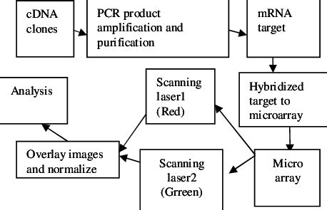 Steps In DNA Microarray Experiment III GENE EXPRESSION DATA A Typical Download Scientific