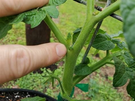 Tomato Pruning Tips Gardening In The Panhandle
