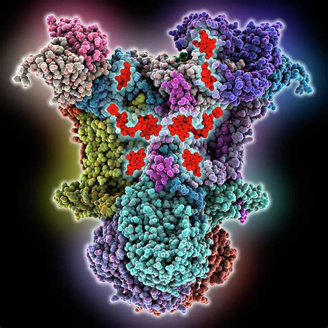 Cytochrome Bc1 Complex Photograph By Laguna Designscience Photo