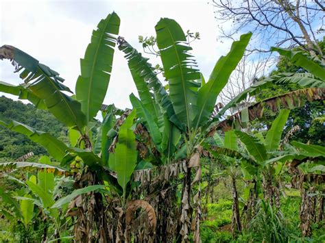 The Urgent Need To Enhance Agricultural Biodiversity Food Ethics Council