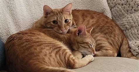 Cuddle Puddle Album On Imgur