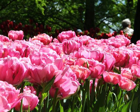 Tulip Amazing Grace Bulbs — Buy Online At Farmer Gracy Uk