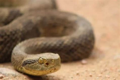 Biólogo usa mão para conter cobra jararaca e resgatar animal