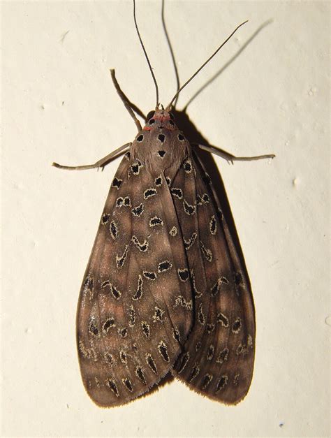 Mangina Moth Wikipedia