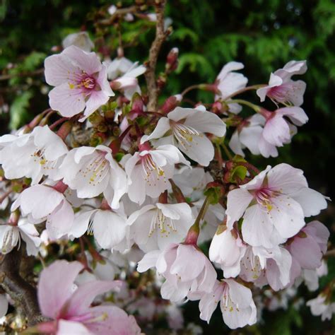Prunus Incisa вишня японська Kojo No Mai Сад Город