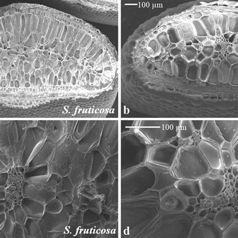 Fresh Weight A Dry Weight B Phyllode Leaf Area C And Net