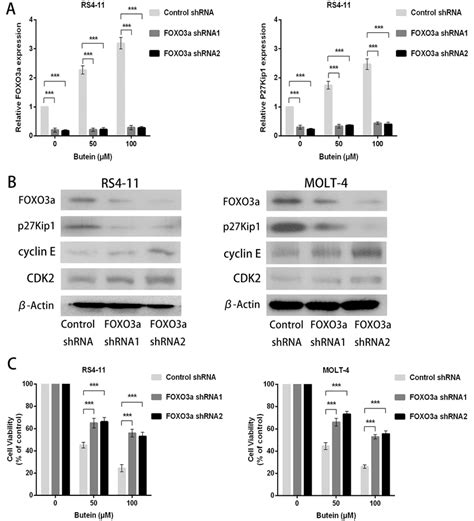 Foxo3a Knockdown Promoted Cellular Proliferation In All Cells Treated