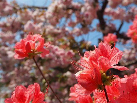 nemoi tumblr com border collapse ascii art Google 検索