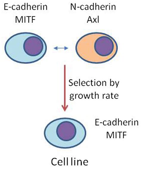 Frontiers Epithelialmesenchymal Transition And