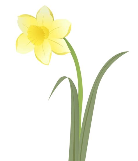 Premium Vector A Yellow Daffodil Flower Vector For Design