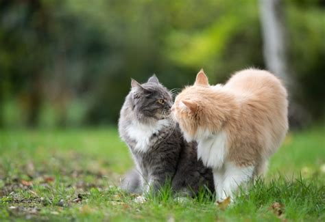Why Do Cats Mate