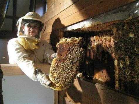 Bee Hive Removal In Mumbai Id 2853378600862