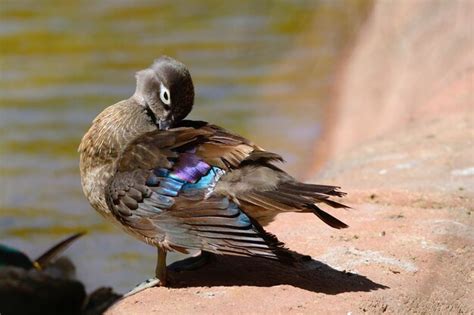 Premium Photo Close Up Of Duck Preening By Lake