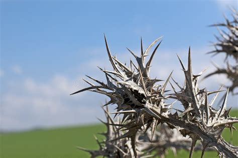 Thorn Picture Image 18500525