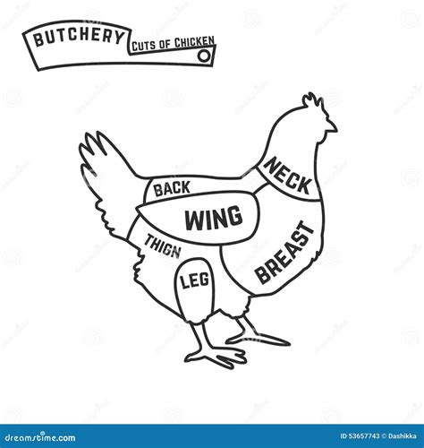 Cuts Of Chicken Butcher Diagram Stock Vector Illustration Of Broiler