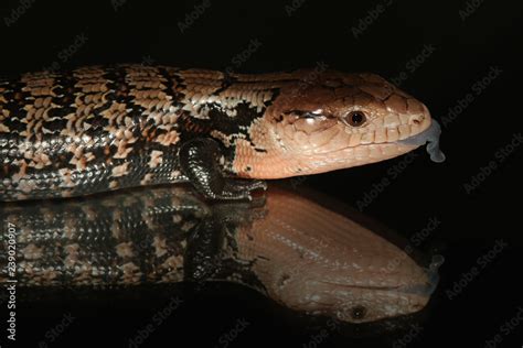 Black Blue Tongue Skink