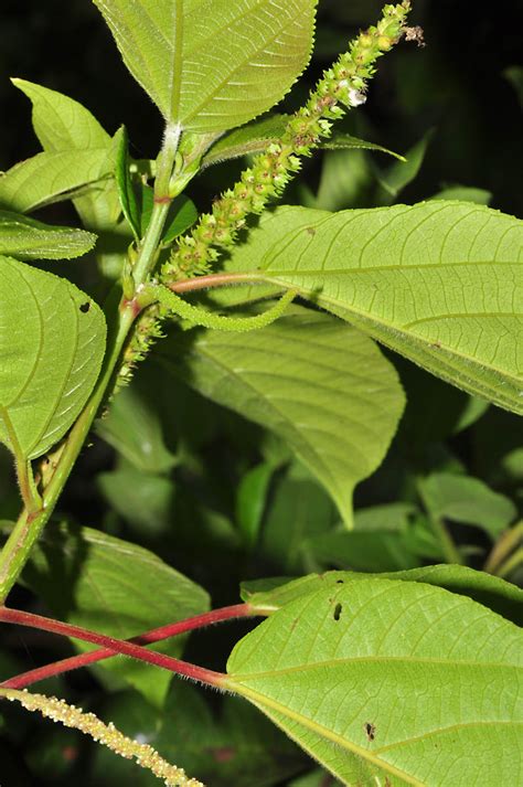 Acalypha Amentacea Euphorbiaceae