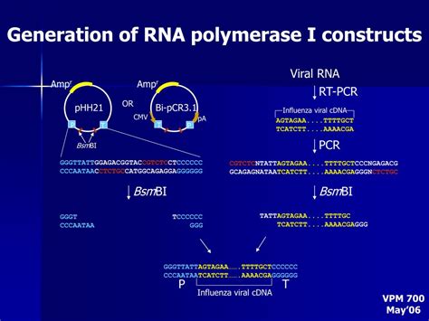 PPT Reverse Genetics Of RNA Viruses PowerPoint Presentation Free