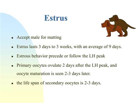 Estrus Cycle Of Bitch Pptx