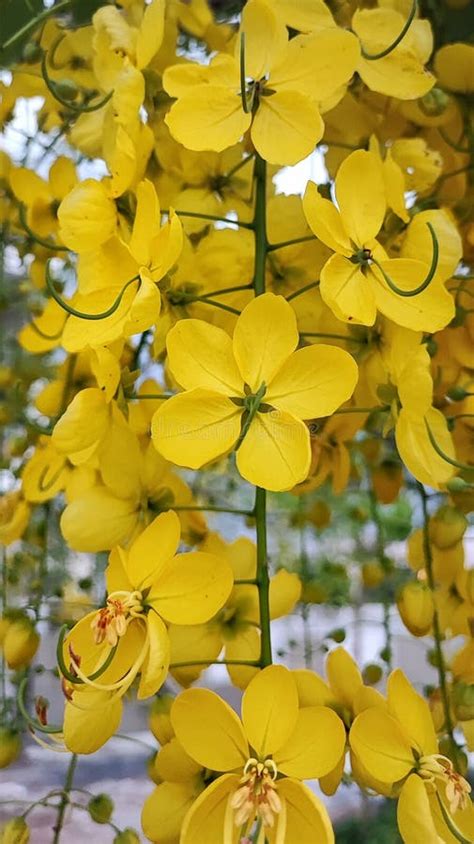 Cassia Fistula Flowers Or Indian Amaltas Stock Image Image Of Fistula