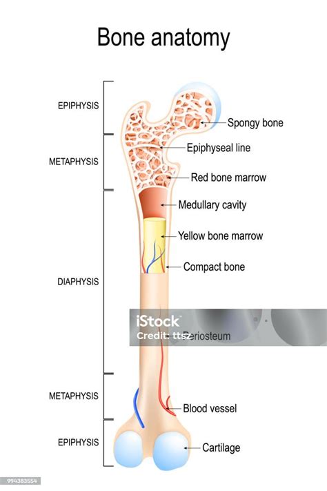Anatomie Van Het Bot Structuur Van Een Lang Bot Stockvectorkunst En