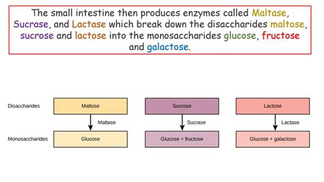 What Are The Stages Of Carbohydrate Digestion Ppt Download