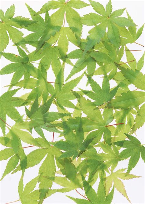 无人竖图室内特写白天白色背景正面植物枫树叶子一堆许多堆叠堆积纹理绿叶绿色嫩叶摄影影棚堆肌理槭树叶