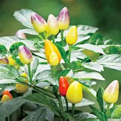 彩椒 花瓣网