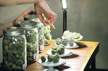 My Role In The Ganja Issue Jamaica Observer