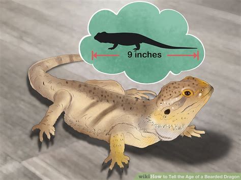 3 Ways To Tell The Age Of A Bearded Dragon Wikihow