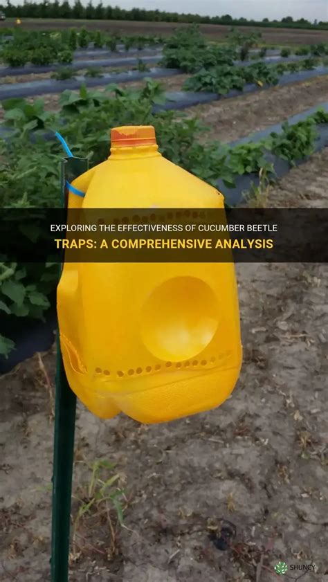 Exploring The Effectiveness Of Cucumber Beetle Traps A Comprehensive