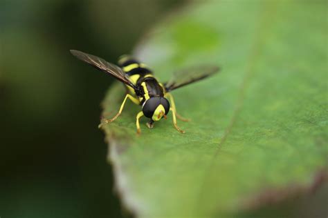 INSECTES DIVERS et VARIÉS cdansmonjardin over blog