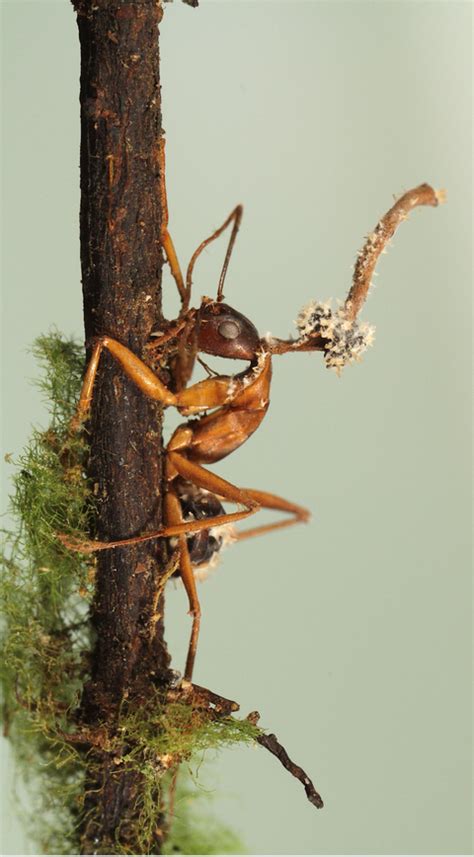 Horrifying Photo Captures Moment Parasitic Fungus Bursts From Huge