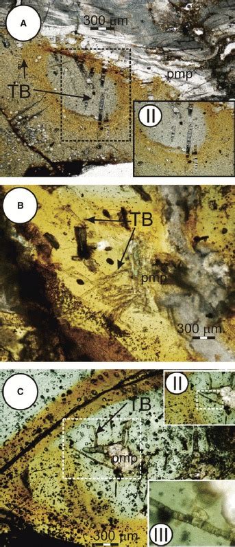 Schematic Drawing Of The Different Morphological Features Of The Download Scientific Diagram