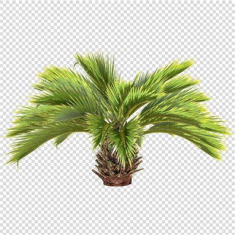 Premium Psd Palm Tree Isolated