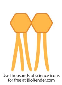 Free Lipids Icons Symbols Images BioRender