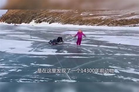 西伯利亚万年冻土融化，发现14300年前动物，科学家：人类该清醒冻土动物人类