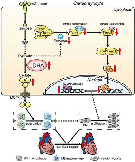 LDHA Mediated Metabolic Reprogramming Promoted Cardiomyocyte