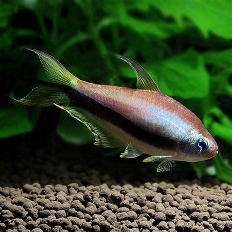 エンペラーテトラ 合計10匹（8匹＋2匹サービス） （熱帯魚） 熱帯魚・エビカラシン（テトラ） 熱帯魚・海水魚 通販ショップ