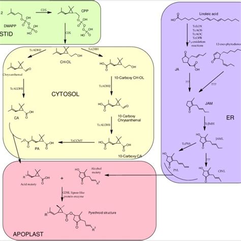 General Structure Of Pyrethrins Download Scientific Diagram