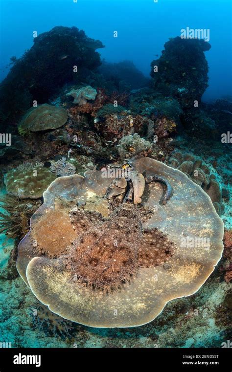 Pair Of Courting Tassled Wobbegong Sharks Eucrossorhinus Dasypogon On