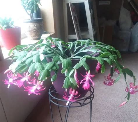 Is Light Through The Window Considered Indirect Citycacti