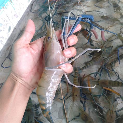 ลูกพันธุ์กุ้งก้ามกราม อาหารอนุบาลลูกกุ้ง แร่ธาตุรวม Amphoe Nam Phong