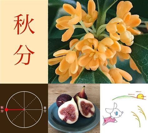 二十四節気便り （第16番：秋分） Camwacca ブログ