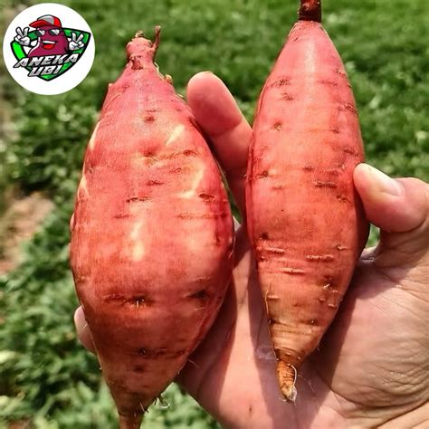 Jual Ubi Jalar Oranye Ubi Jalar Oren Mentah Ubi Jalar Golden 1kg