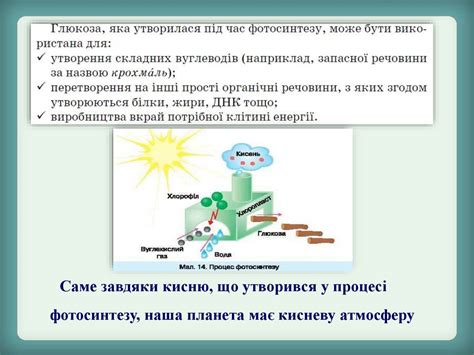 Відмінні риси будови рослинної і тваринної клітин Тема 9 презентация