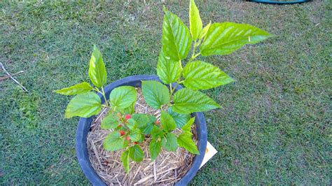 Forum Dwarf Mulberry