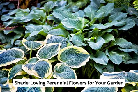 Shade Loving Perennial Flowers For Your Garden