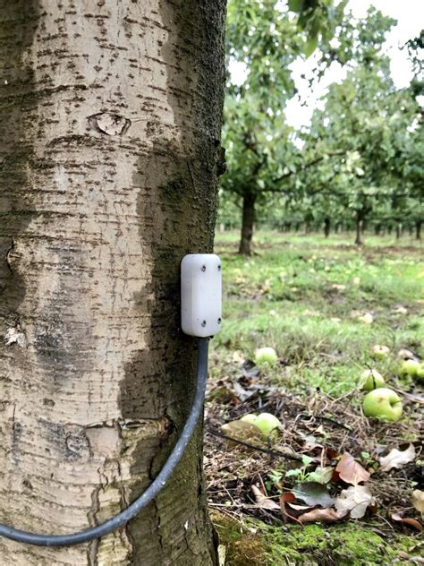 Implexx Sap Flow Sensor